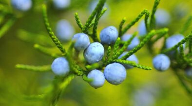 Cultura de afine: plantare, fertilizare si îngrijire - Blogu' Lu' Costica