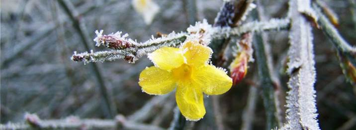 10 Plante Superbe Care Înfloresc Iarna - Blogu' Lu' Costica