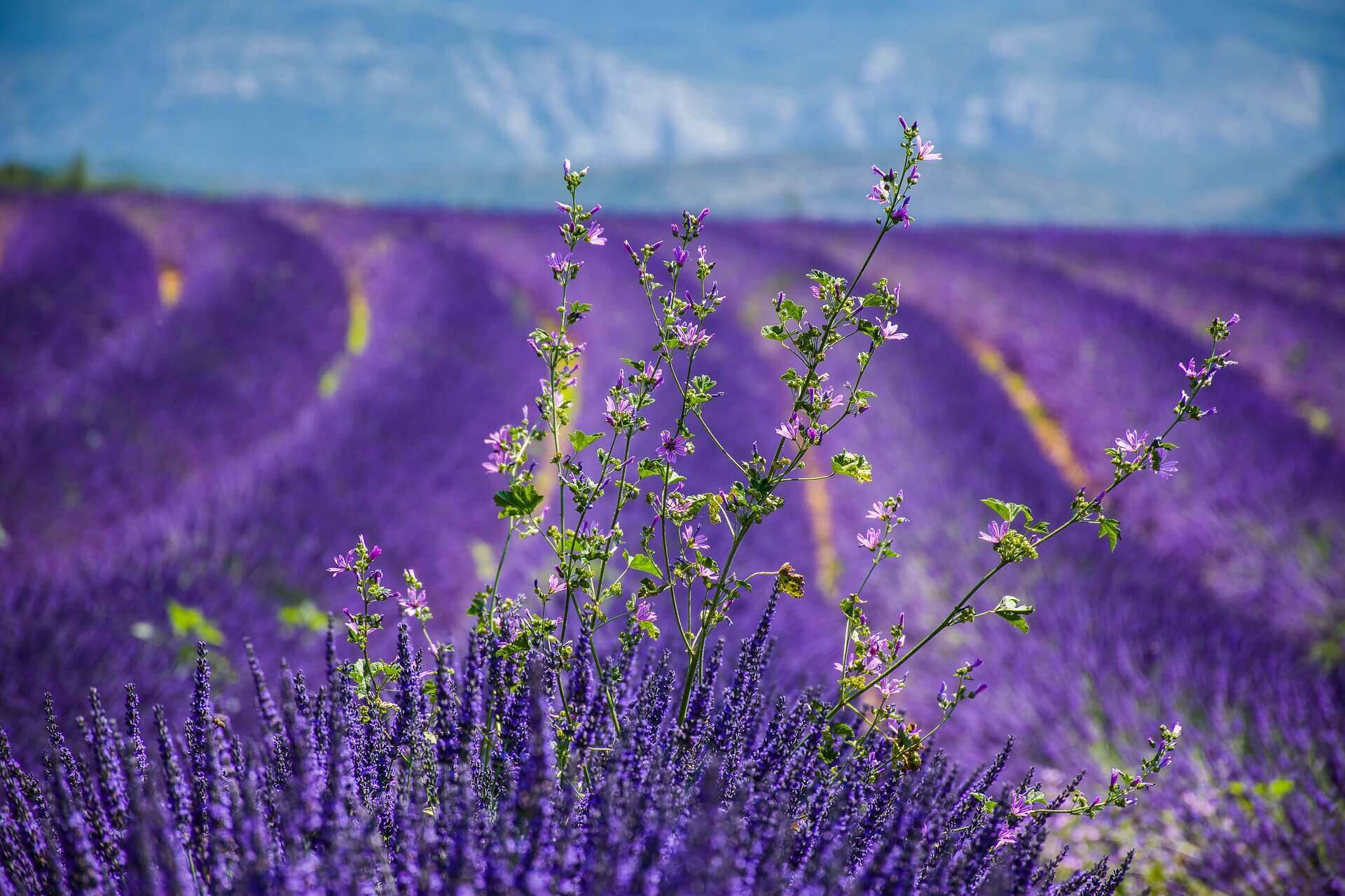 Cultura de lavanda - Plantare si intretinere [Ghid complet] - Blogu' Lu ...