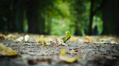 Tipuri de Sol: Caracteristicile Celor mai Fertile Soluri - Blogu' Lu ...